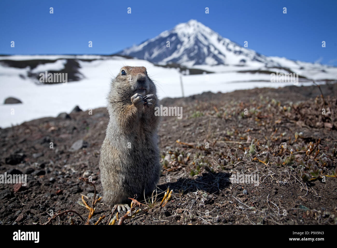 ground squirrel, russia, Kamchatka Peninsula Stock Photo - Alamy