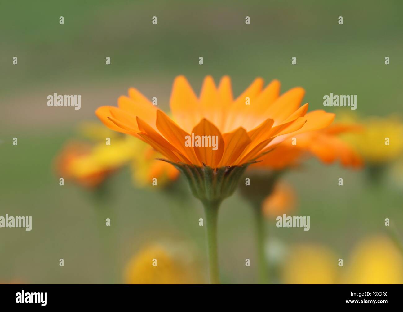 Orange yellow daisies hi-res stock photography and images - Alamy