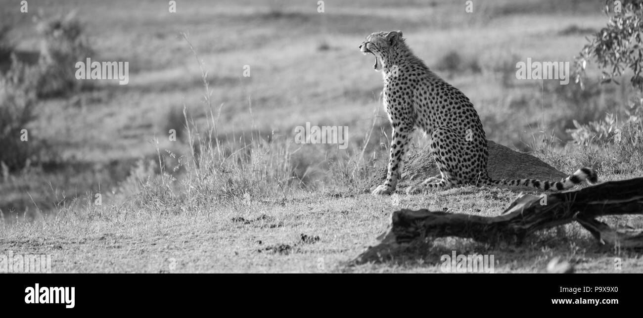 Gepard Black and White Stock Photos & Images - Alamy