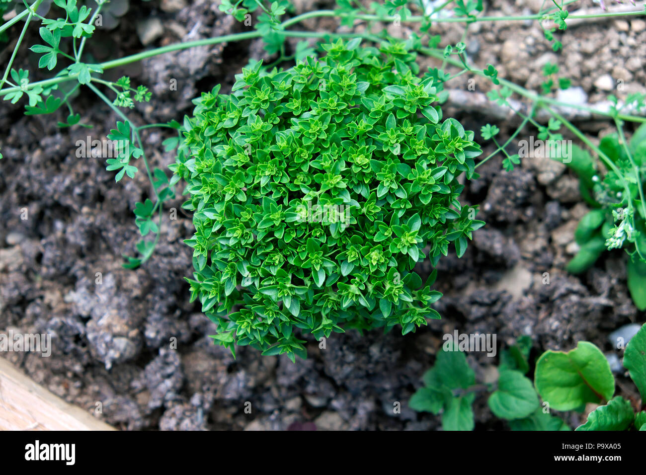 Greek basil hi-res stock photography and images - Alamy