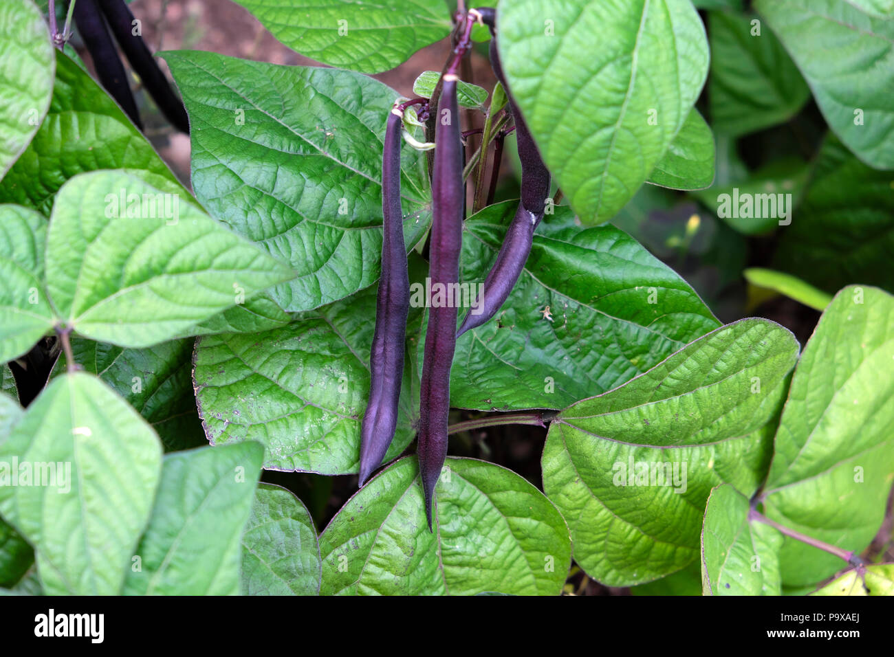 Bush bean hi-res stock photography and images - Alamy