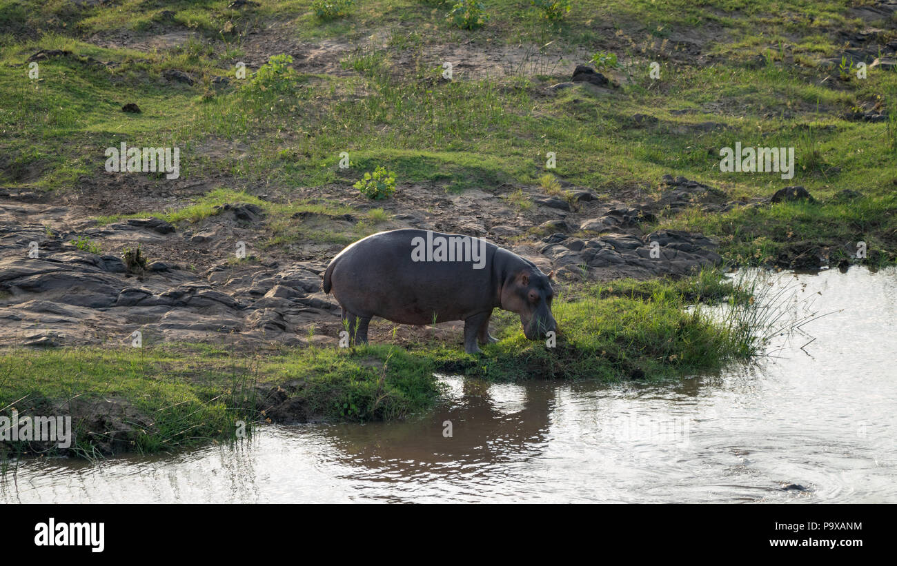 Hippo in Africa Stock Photo - Alamy