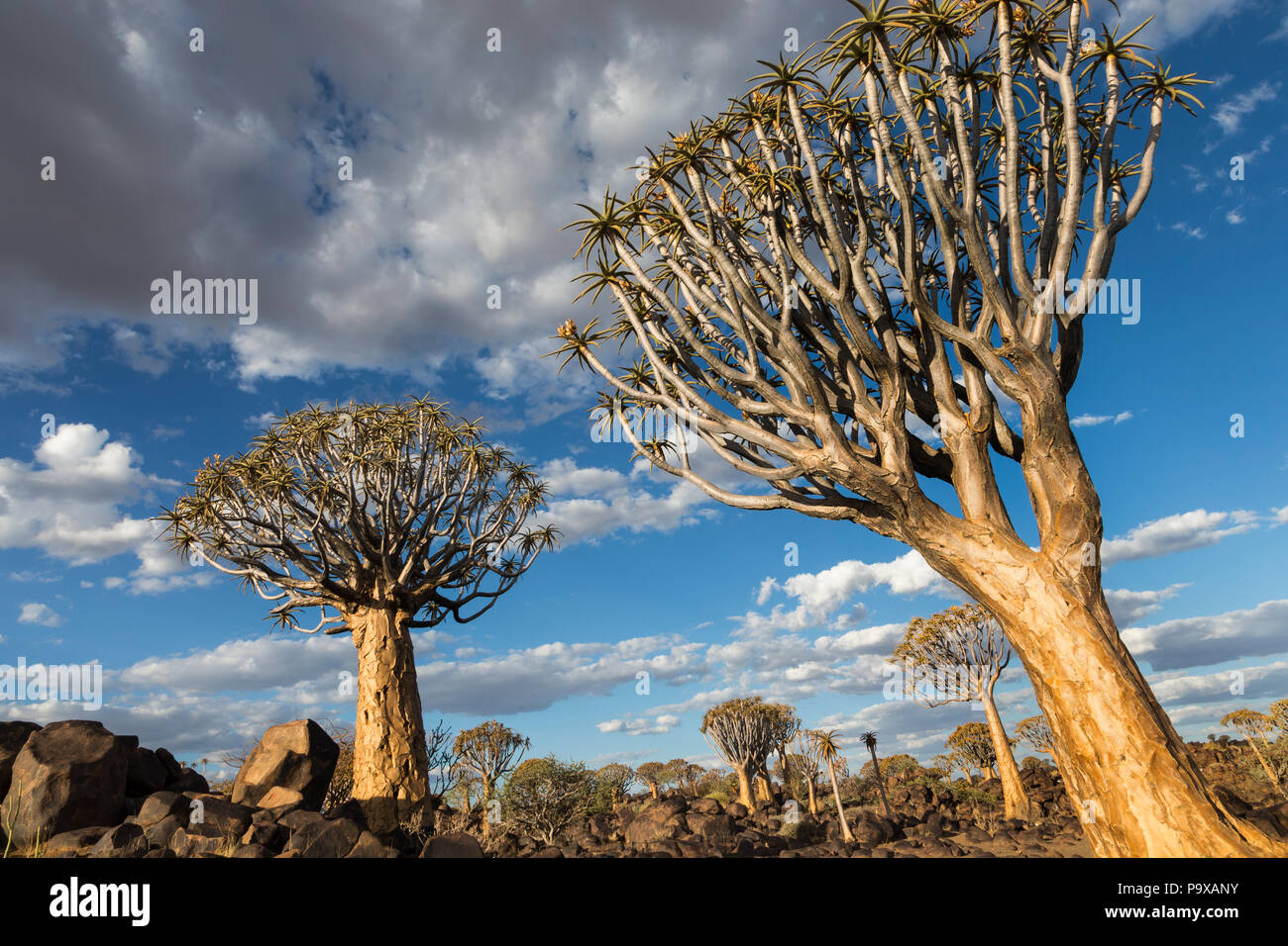 Quiver trees (kokerboom) (Aloidendron dichotomum, formerly Aloe ...