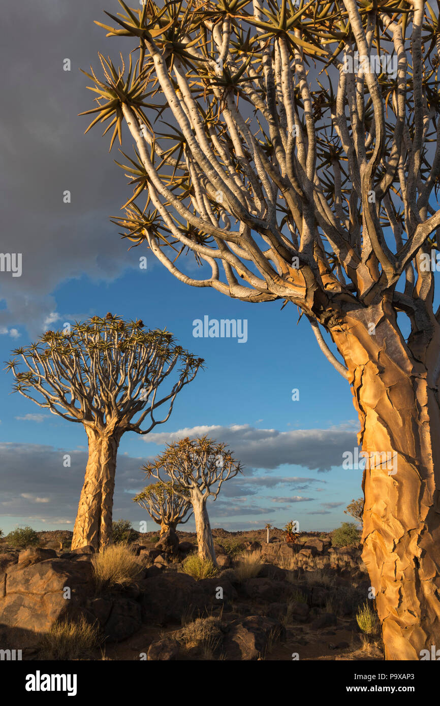 Quiver trees (kokerboom) (Aloidendron dichotomum, formerly Aloe ...