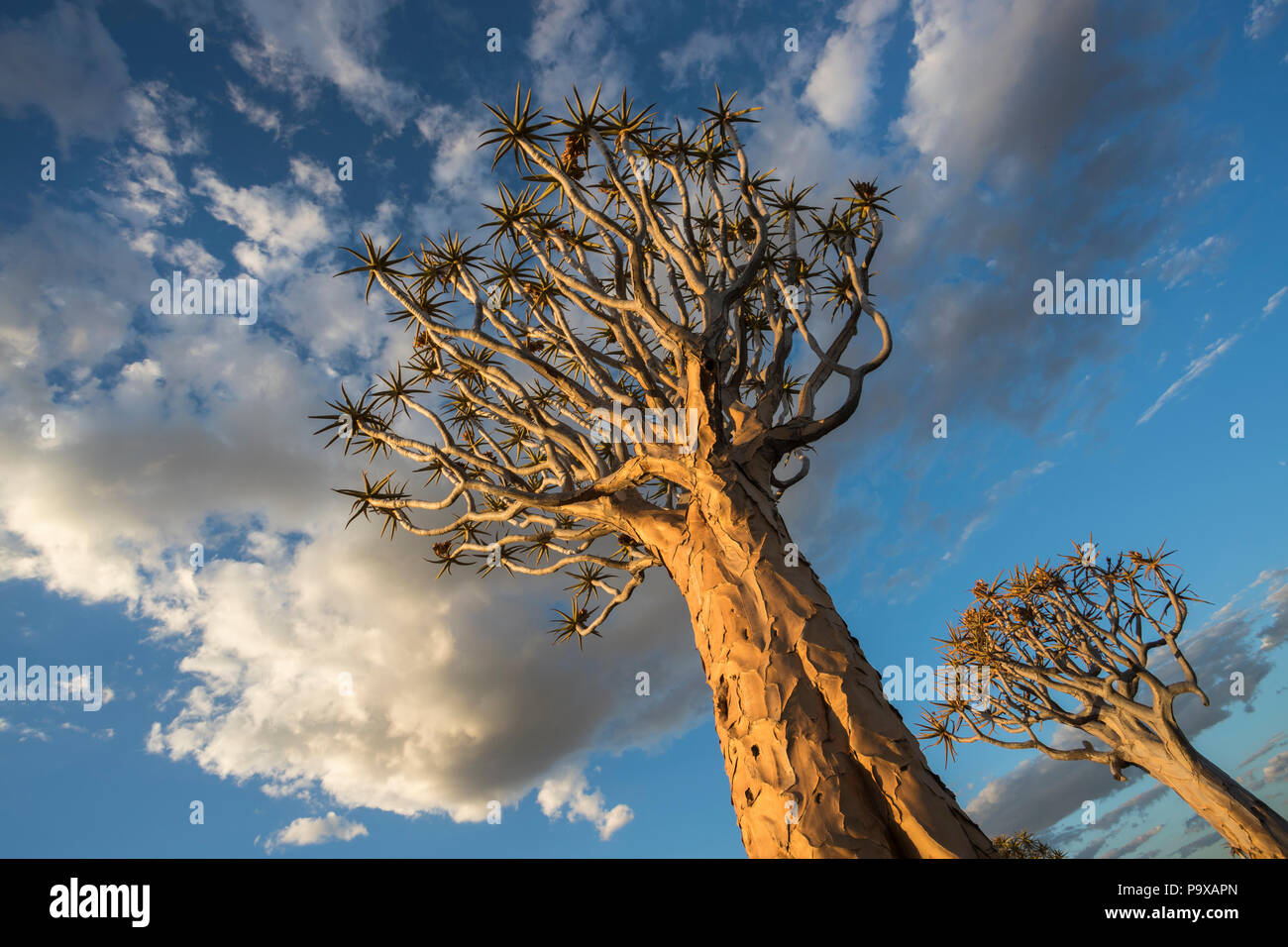 Quiver trees (kokerboom) (Aloidendron dichotomum, formerly Aloe ...