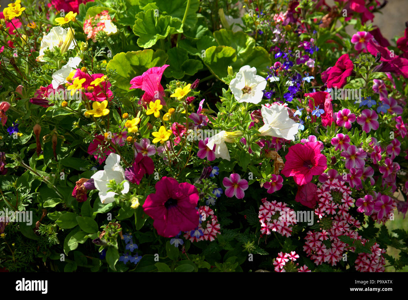 Tub of flowers Stock Photo - Alamy