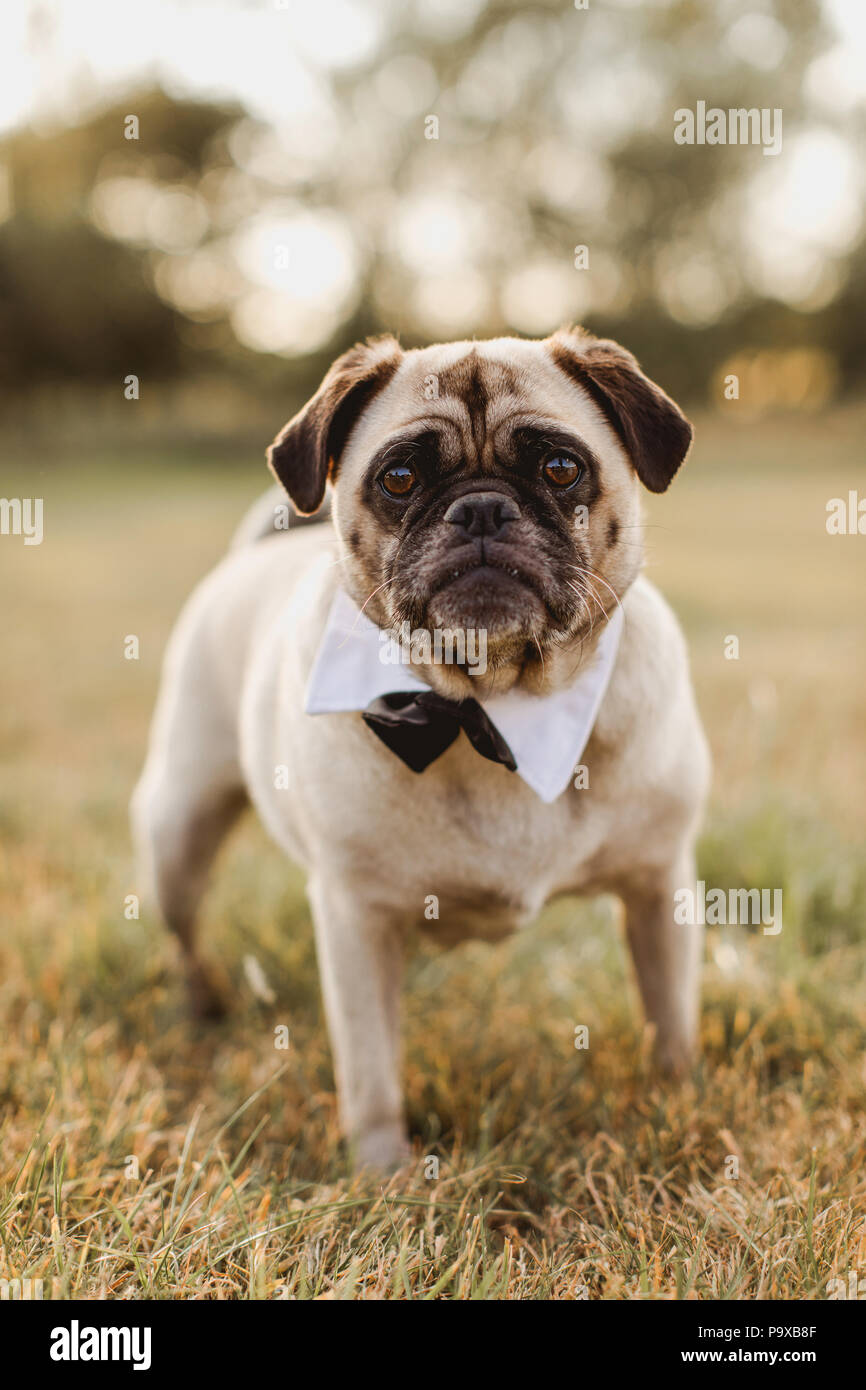 Pug wedding bride and groom Stock Photo - Alamy