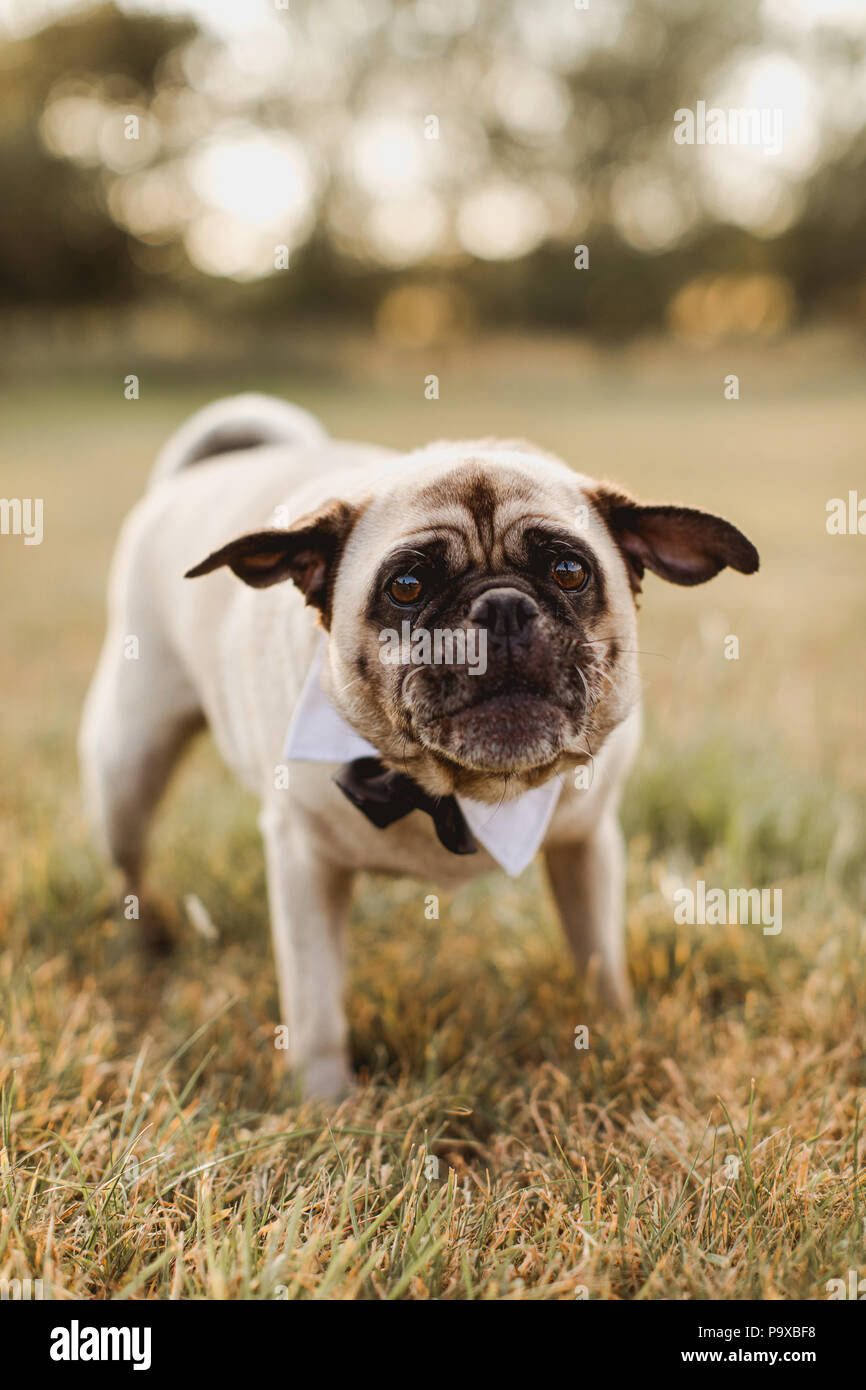 Pug dogs posing in costume or outfits dressed as bride or groom for ...