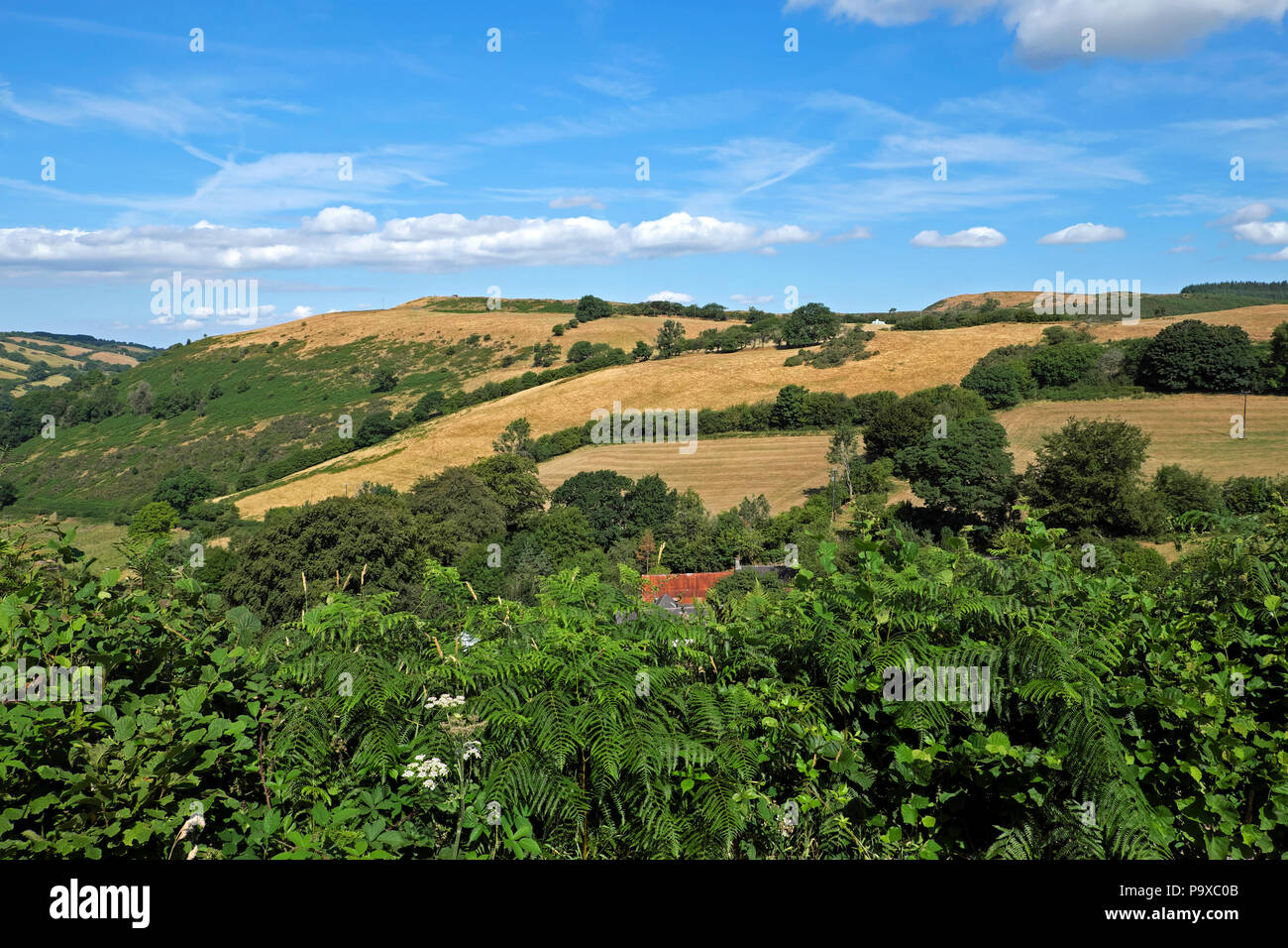 Parched brown grass on hills and fields in summer landscape green hedge ...