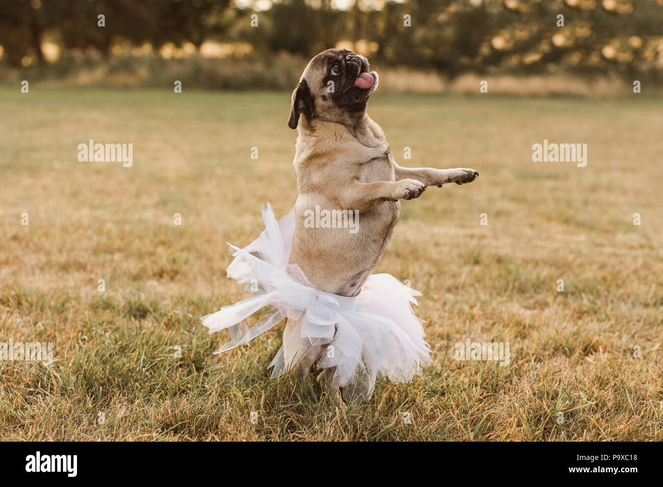 Pug dogs posing in costume or outfits dressed as bride or groom for ...
