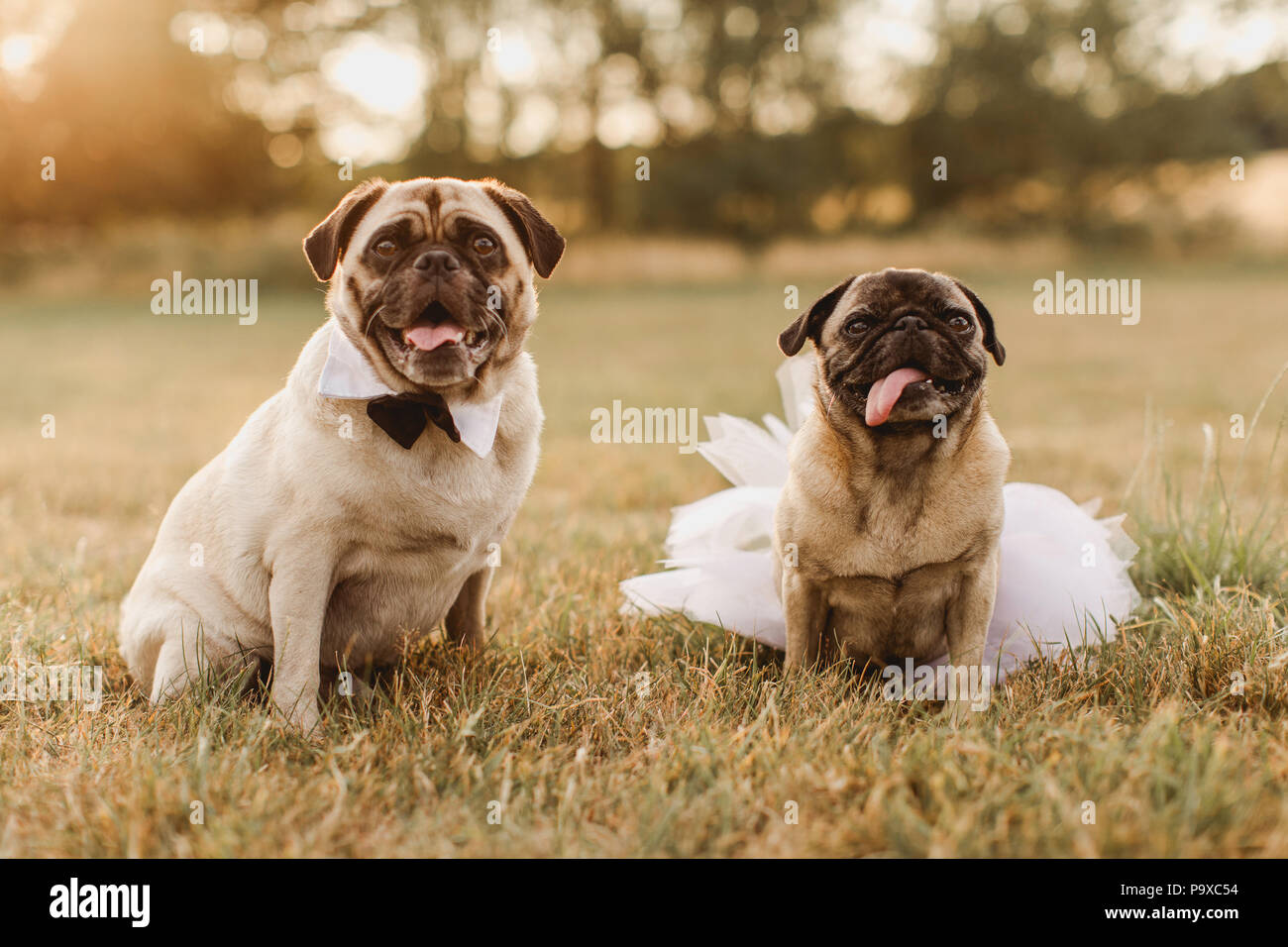 Pug dogs posing in costume or outfits dressed as bride or groom for ...