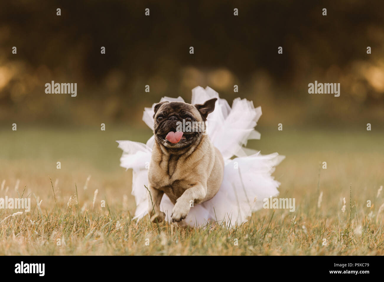 Pug wedding bride and groom Stock Photo - Alamy