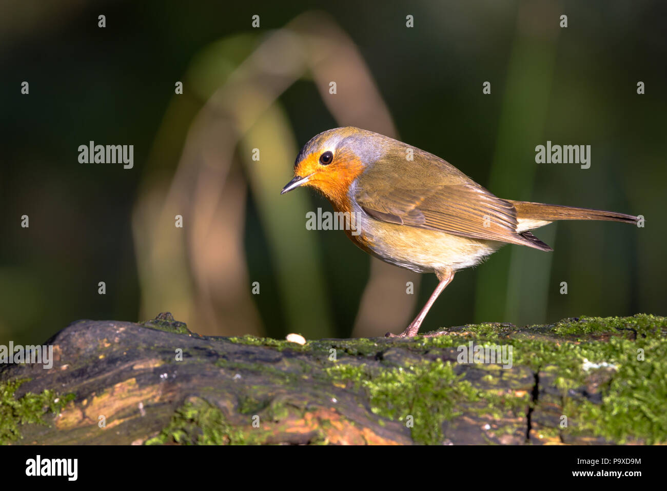 Feathery robin hi-res stock photography and images - Alamy