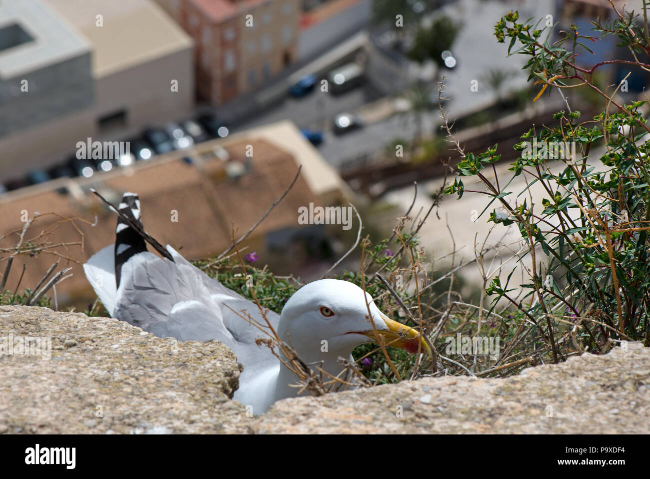 A seagull created a nest for laying eggs and raising babies on the edge ...