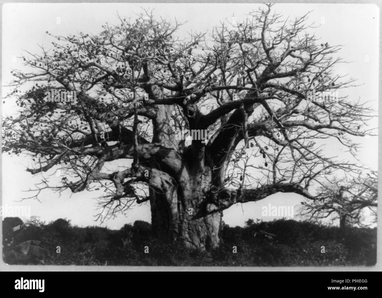 Africa baobab tree Black and White Stock Photos & Images - Alamy