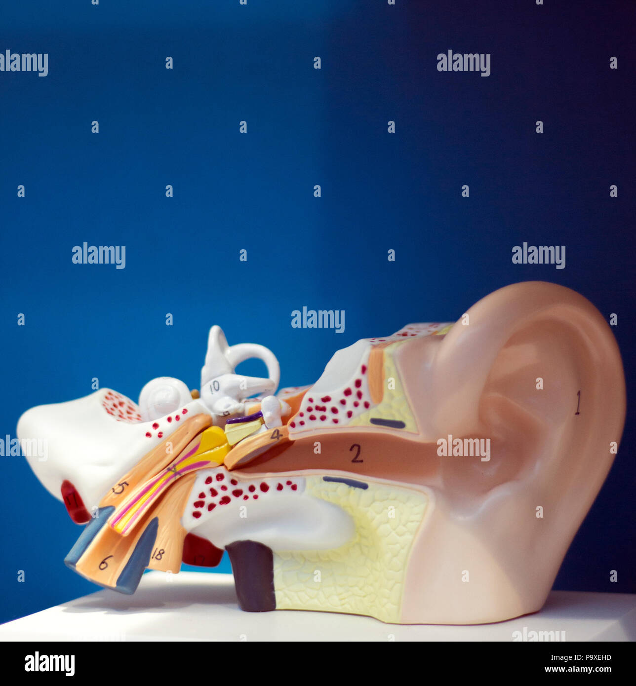 Medical audiologist ear deafness teaching plastic model for diagnosis ...