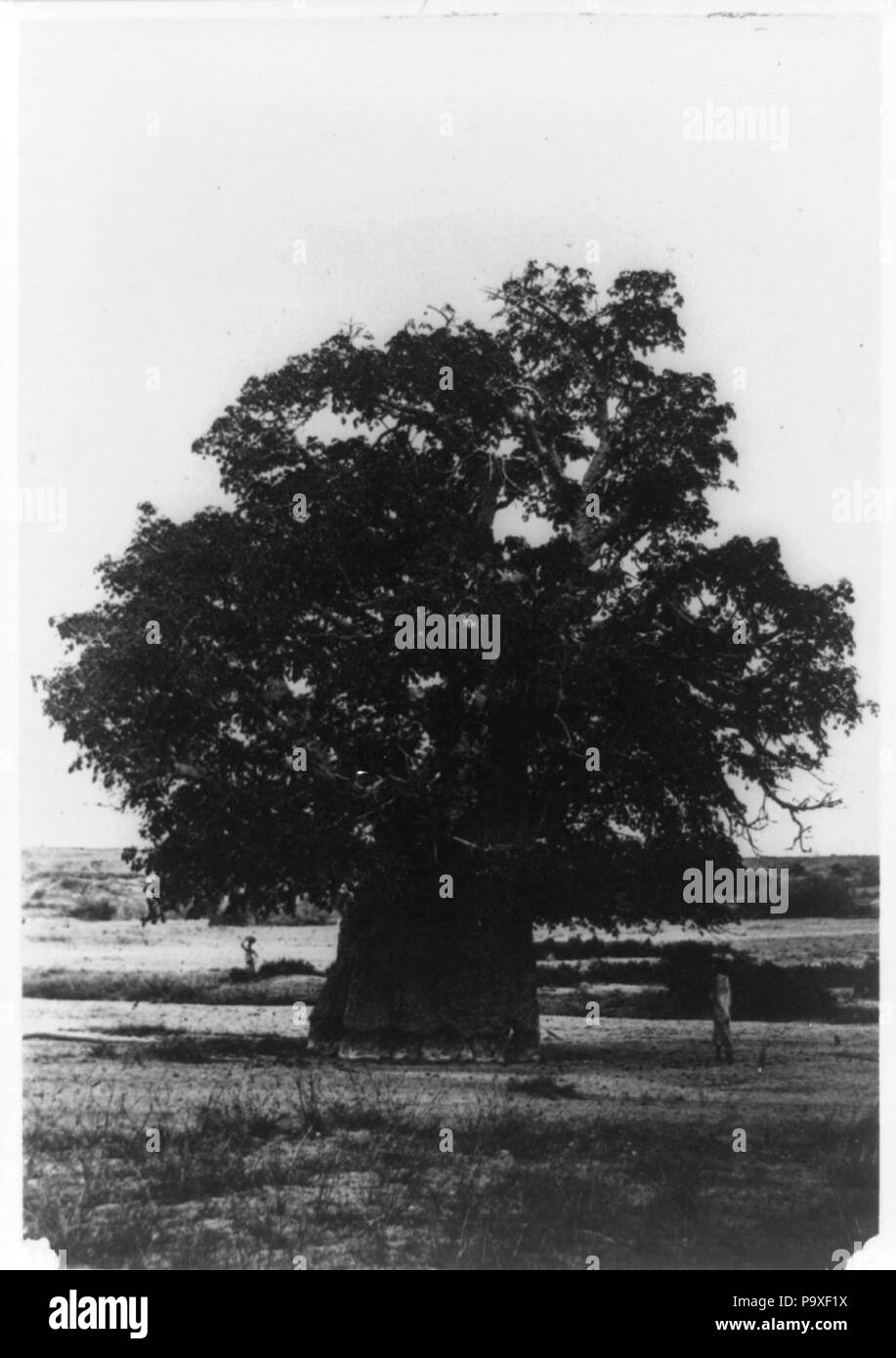 Africa baobab tree Black and White Stock Photos & Images - Alamy