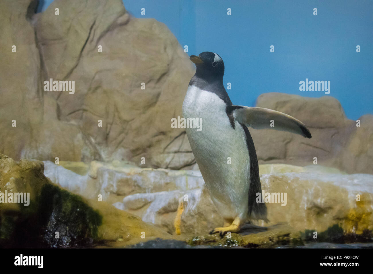 penguin on the rock Stock Photo - Alamy