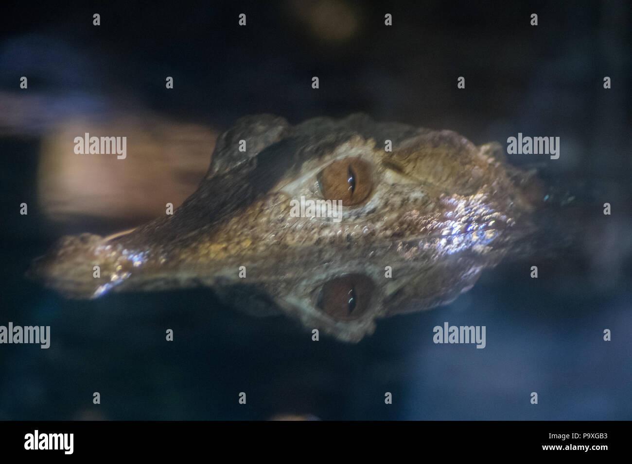 crocodile in a zoo Stock Photo - Alamy