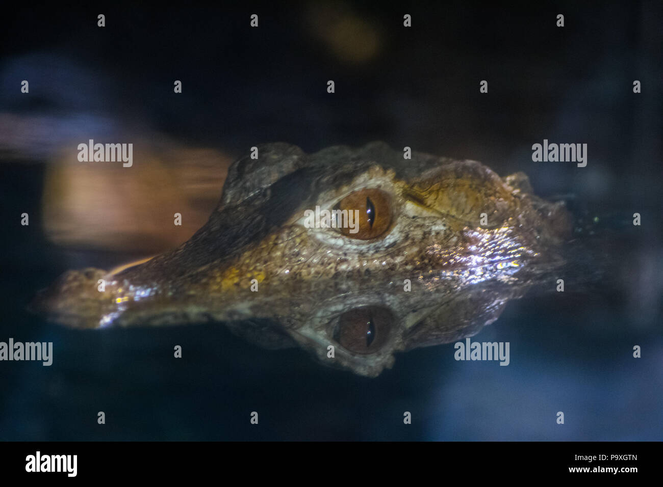 crocodile in a zoo Stock Photo - Alamy