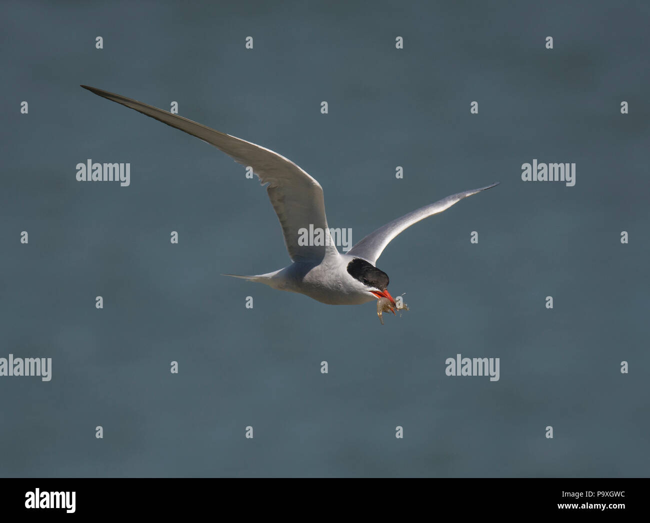 Common tern, Sterna hirundo, in flight with prey Stock Photo - Alamy