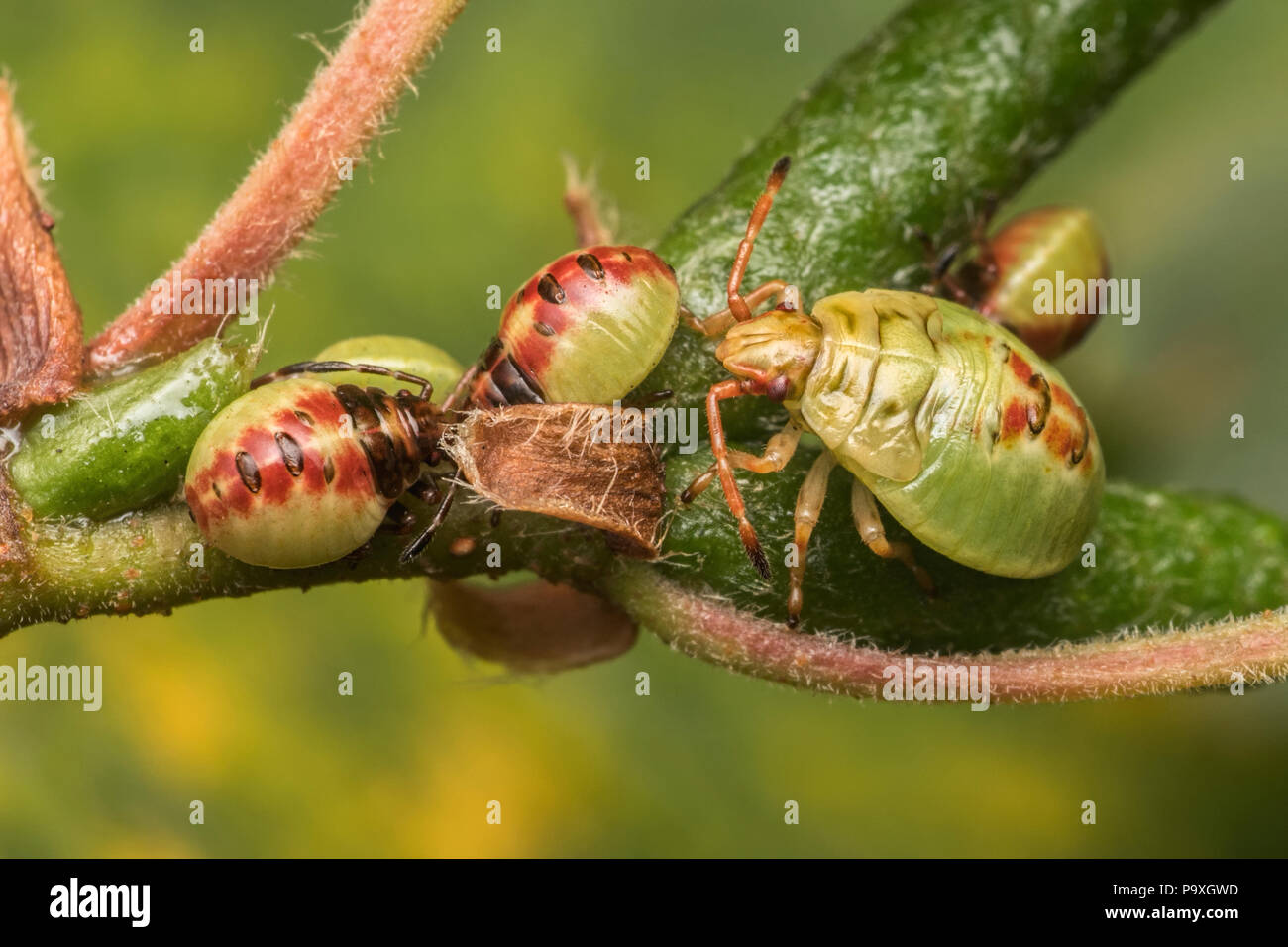Birch shieldbug mid instar nymph hi-res stock photography and images ...