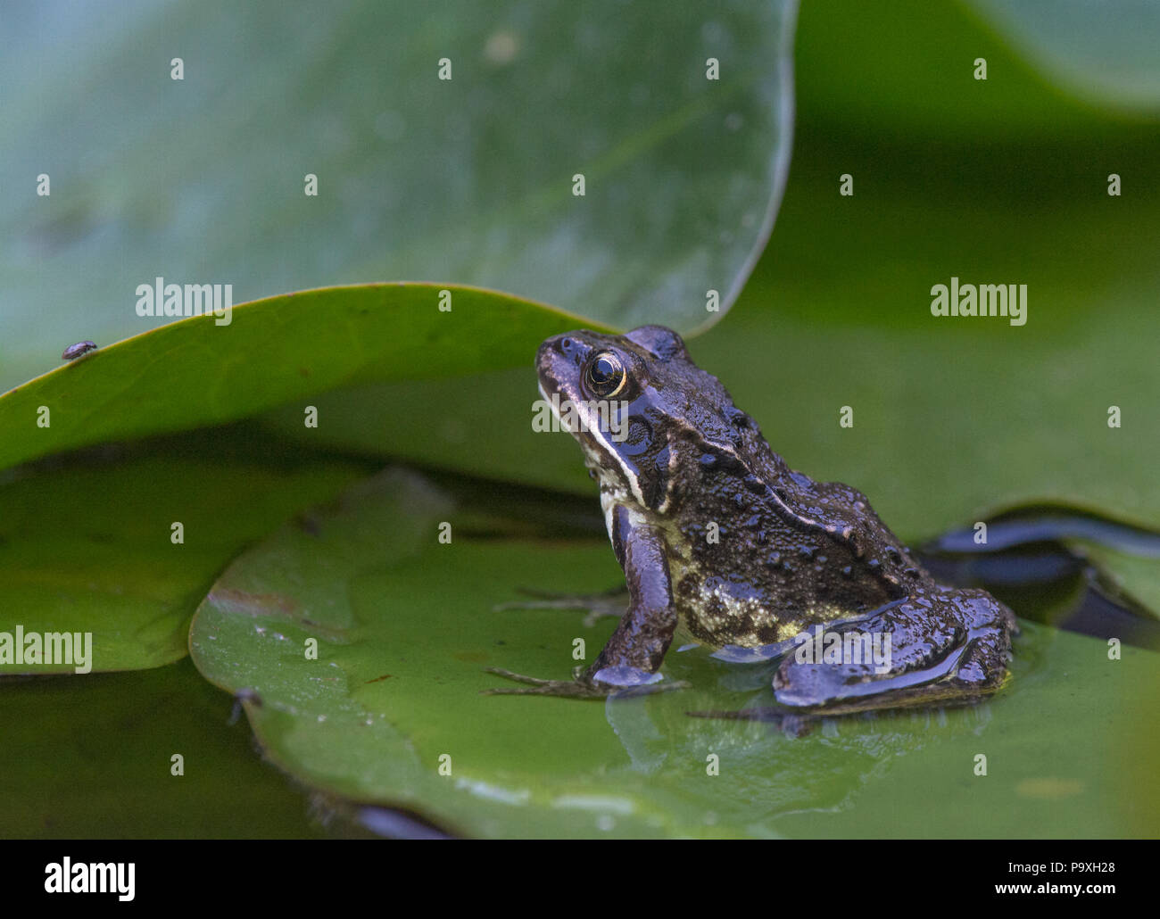 Frog watching fly hi-res stock photography and images - Alamy
