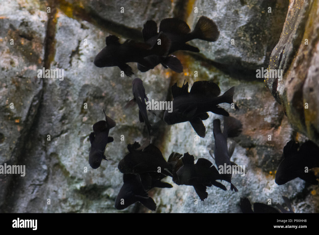 Dragon gold fish hi-res stock photography and images - Alamy