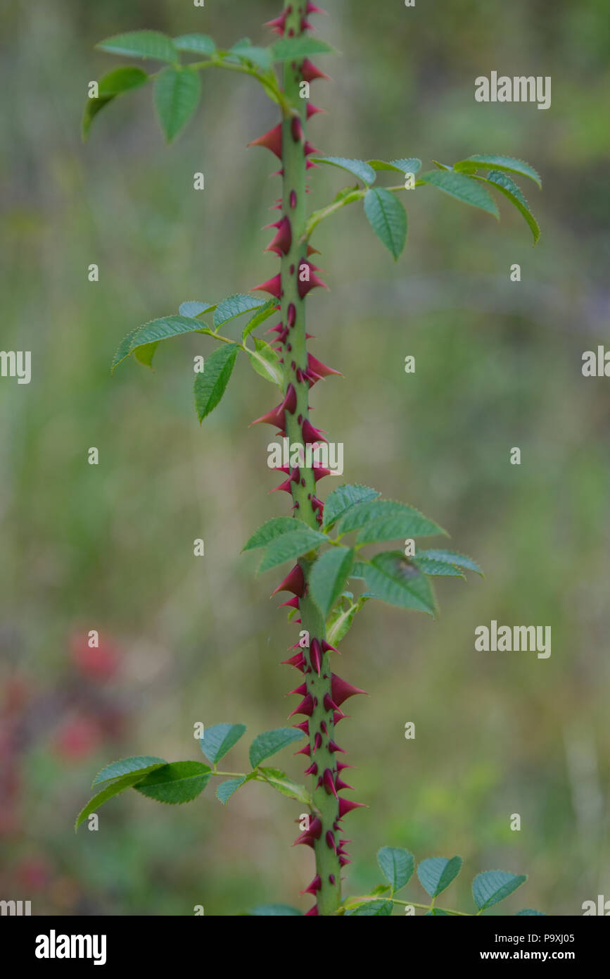 Red Thorns and Monochrome Photos Stock Photo - Alamy