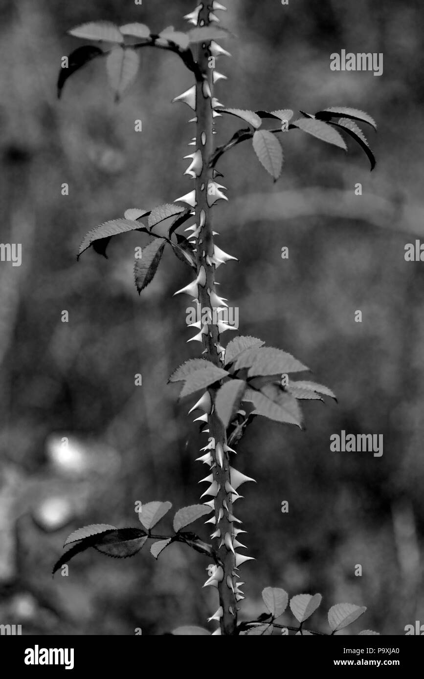 Monochrome photos Black and White Stock Photos & Images - Alamy