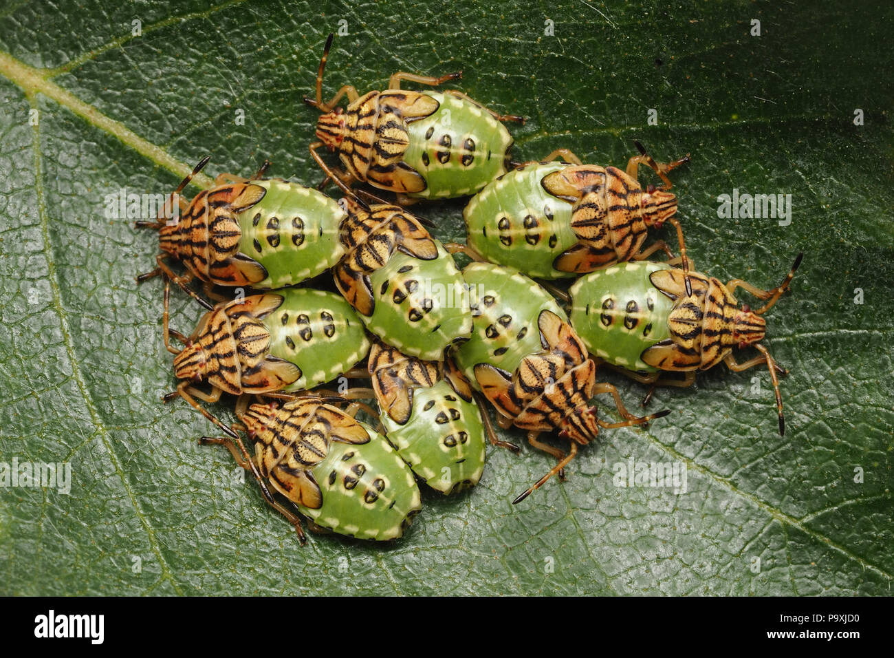 Final instar nymphs hi-res stock photography and images - Alamy