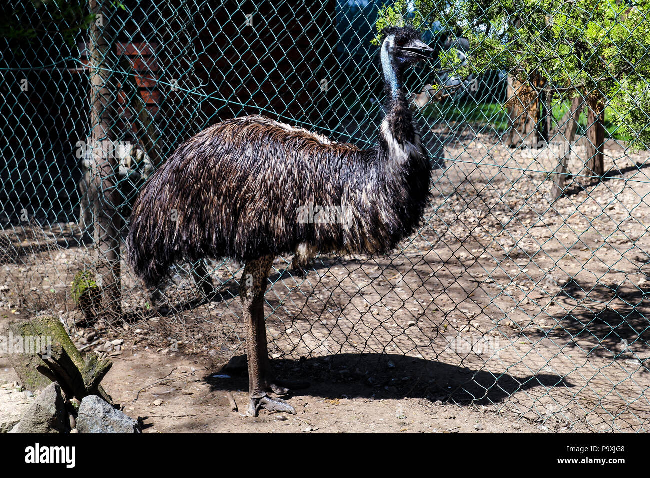 Emu in the sun hi-res stock photography and images - Alamy