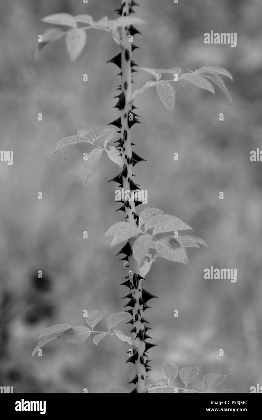 Monochrome photos Black and White Stock Photos & Images - Alamy