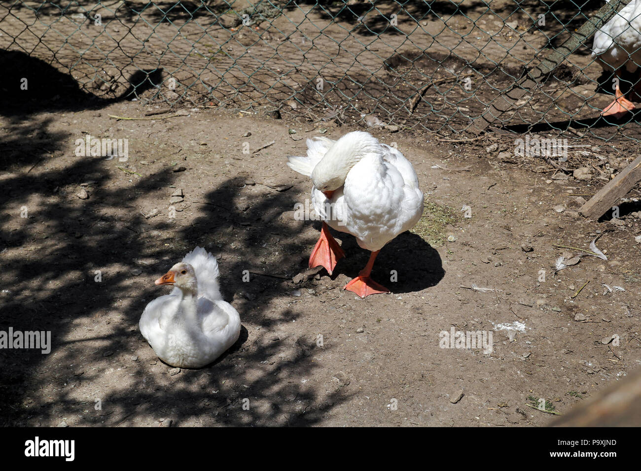The ducks on the farm, enjoy the sunny day Stock Photo - Alamy