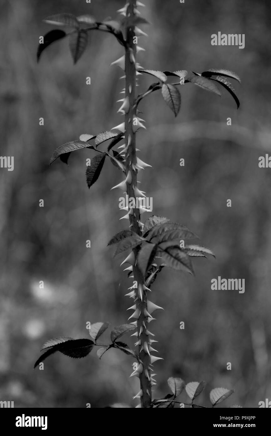 Monochrome photos Black and White Stock Photos & Images - Alamy