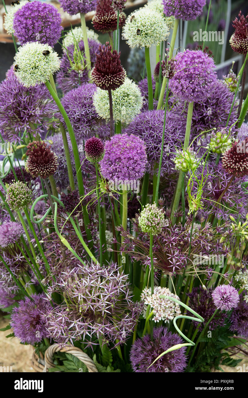 Allium flower varieties on display in a basket at a flower show. UK ...