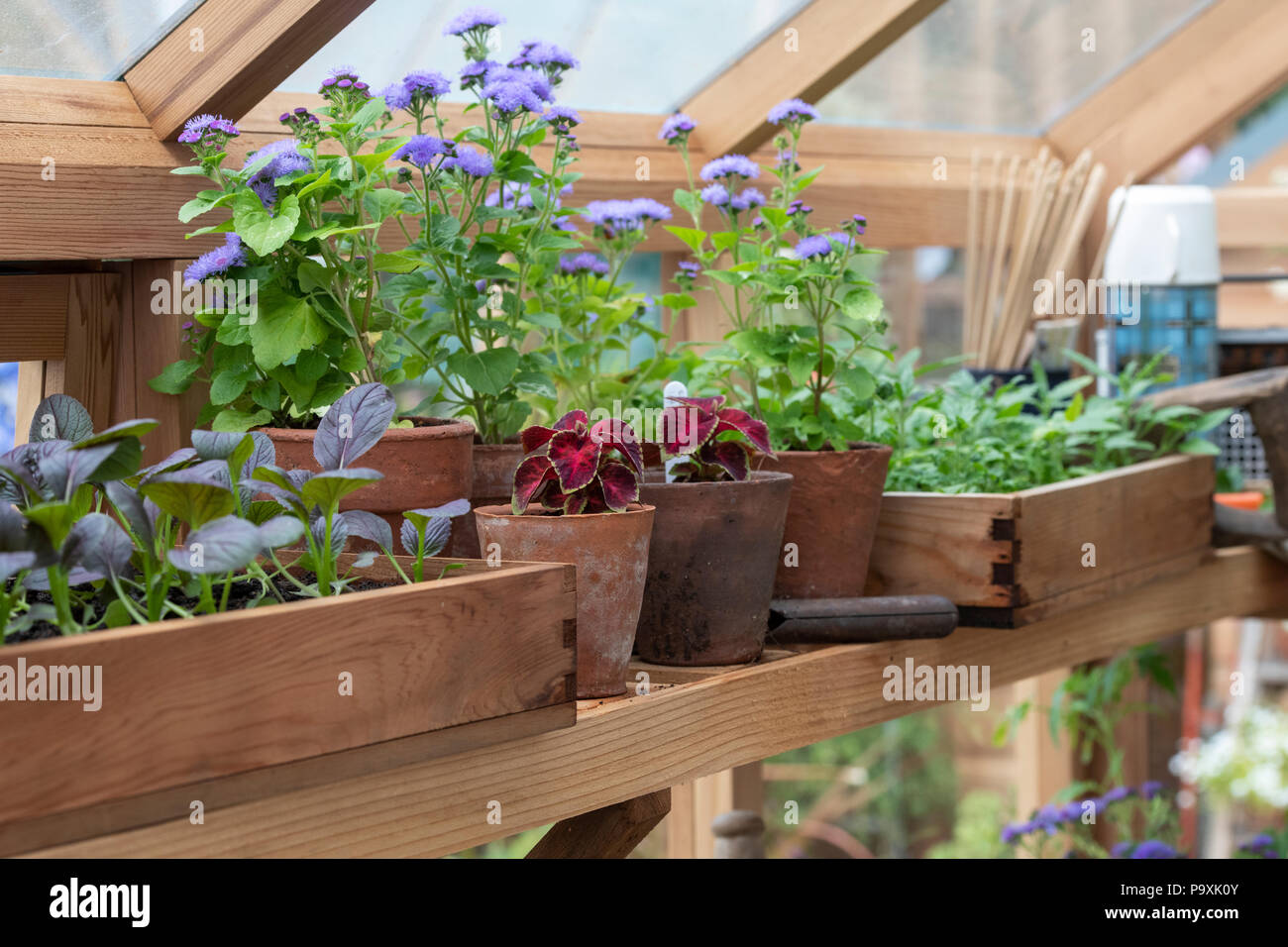 Flower display in pots and trays inside a greenhouse at a flower show ...