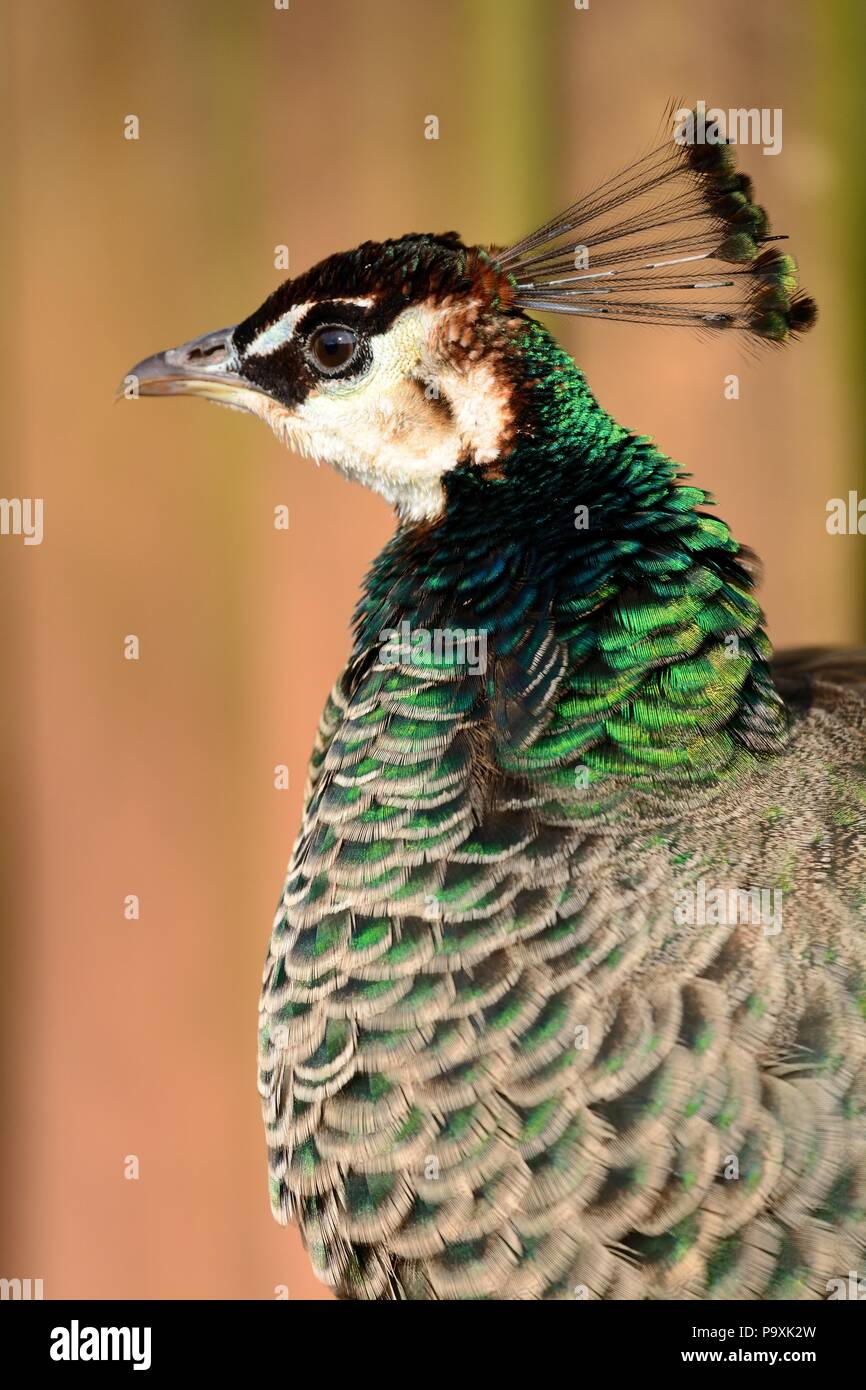 Close up portrait of a peahen Stock Photo - Alamy