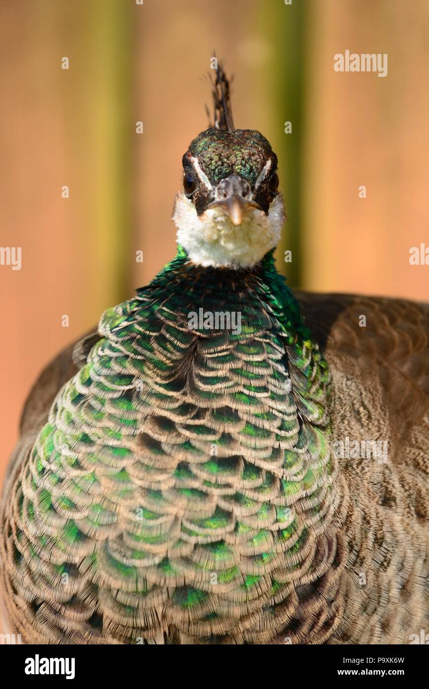 Female Peahen High Resolution Stock Photography and Images - Alamy