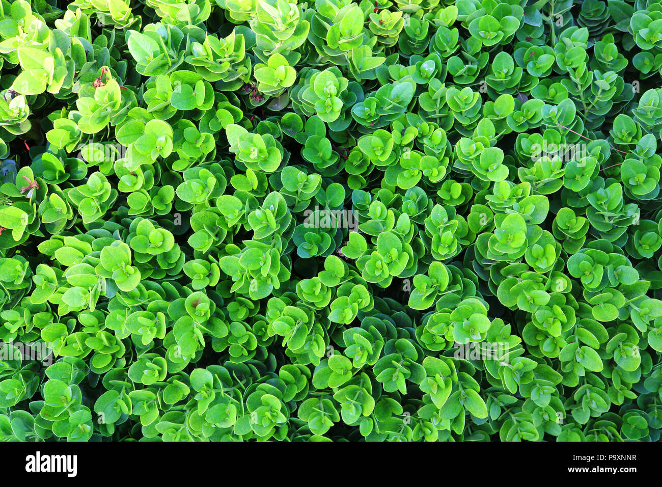 Sedum, stonecrop, crassula, ornamental cabbage, close up Stock Photo ...