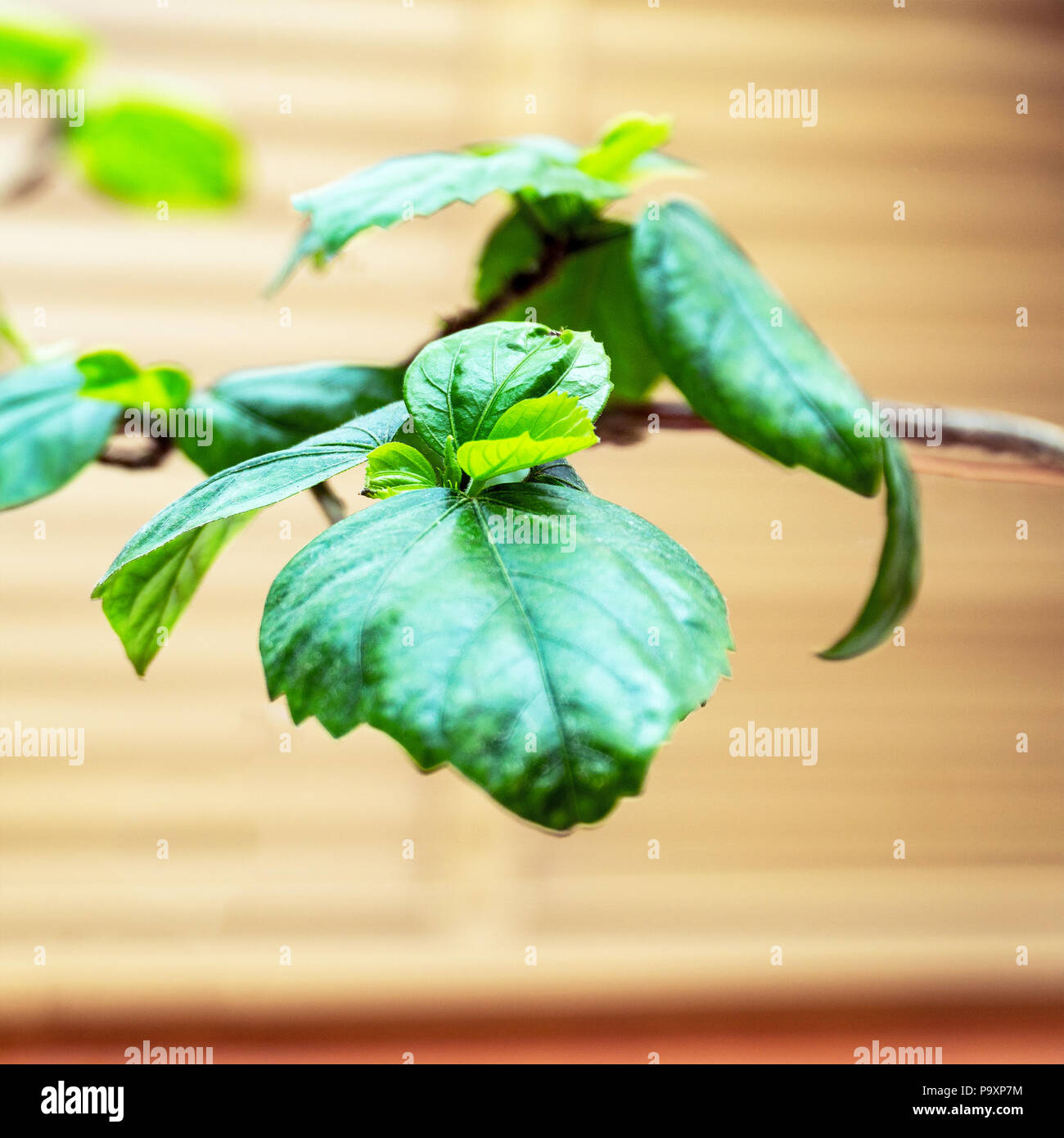 Green hibiscus leaves Stock Photo - Alamy