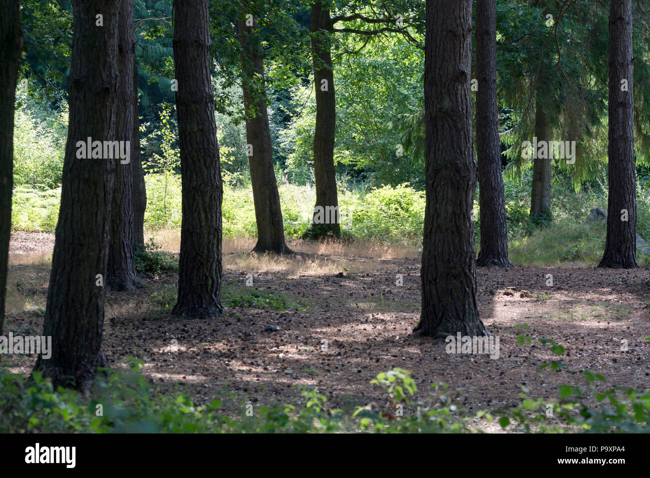 Hay Wood in summer, Warwickshire, England, UK Stock Photo - Alamy