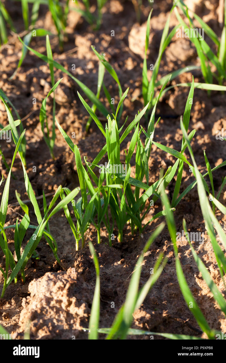 new green wheat with drops of water and dew after the rain in the field ...