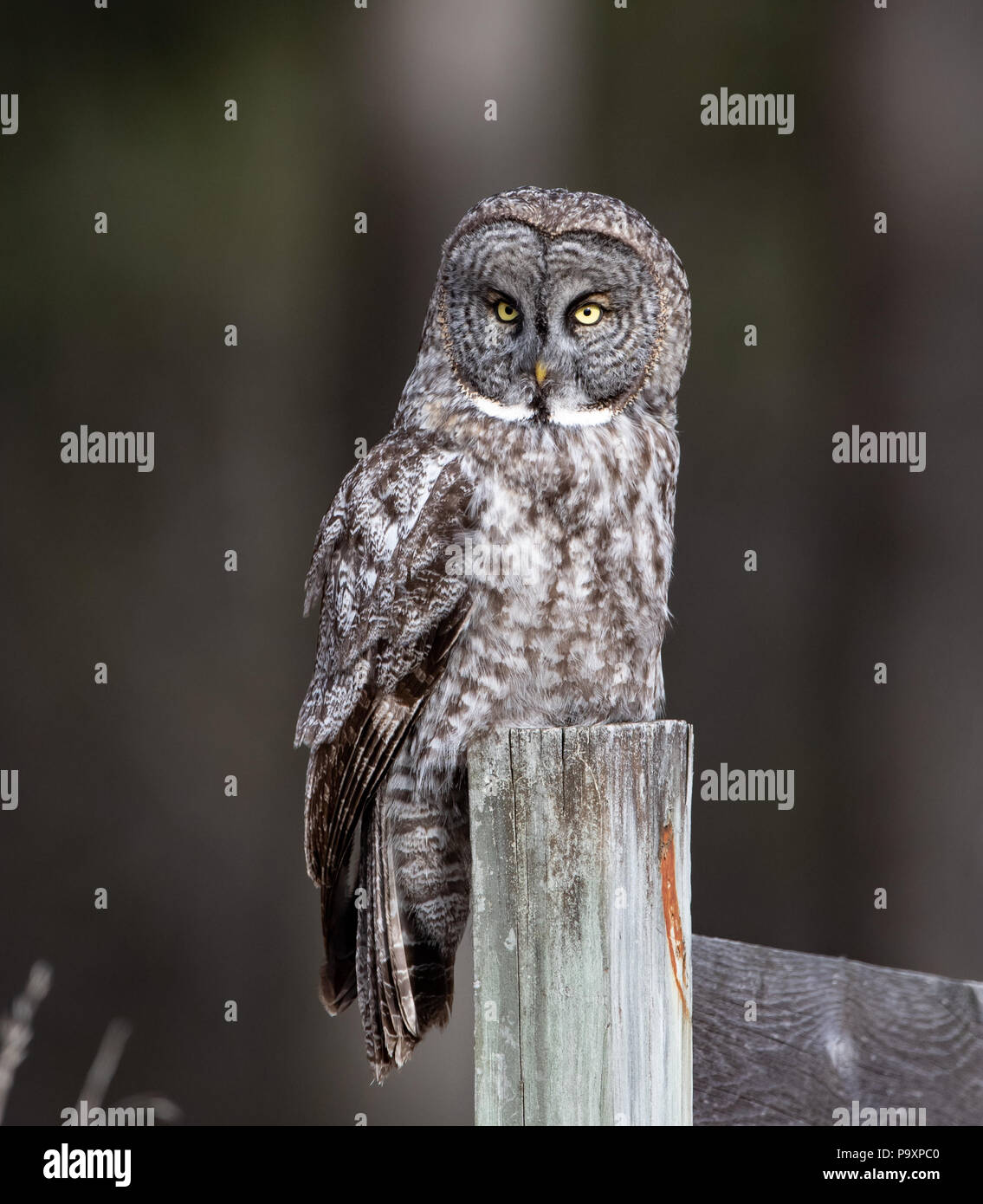 Great Grey Owl Feather High Resolution Stock Photography and Images - Alamy