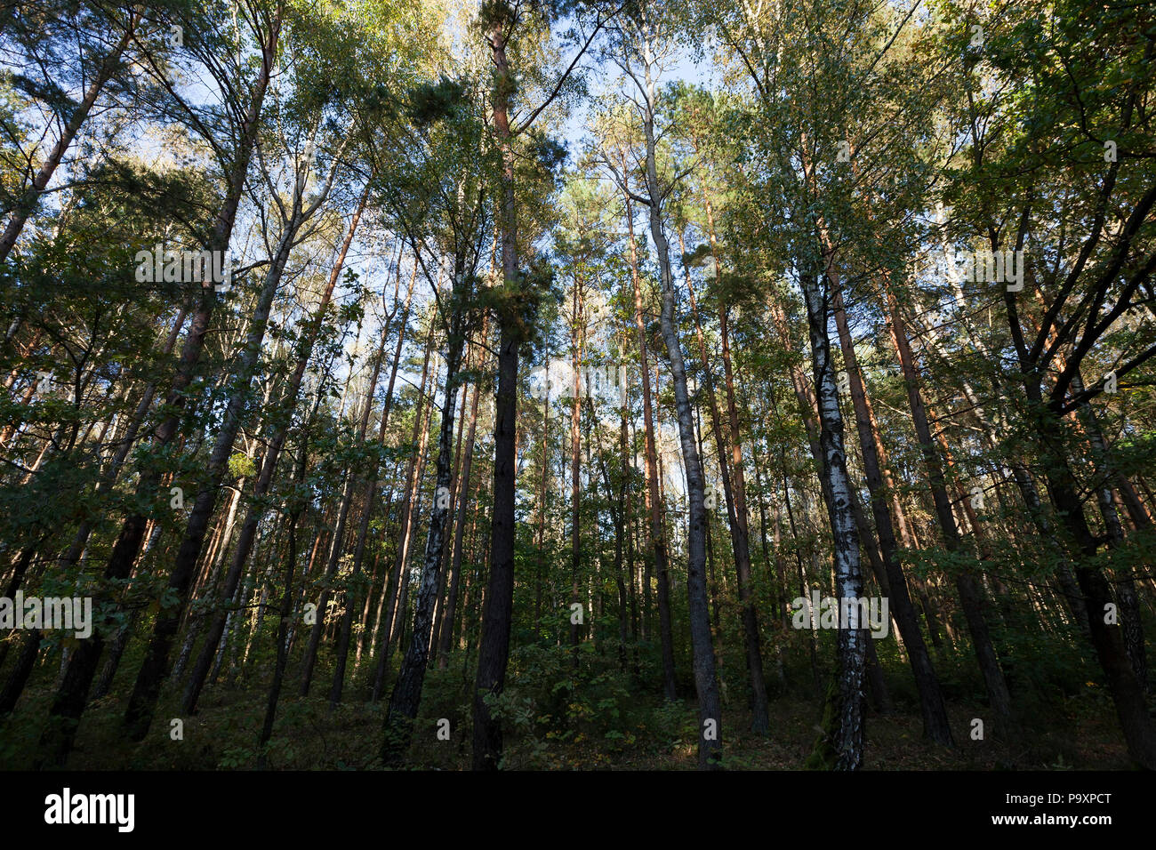 mixed forest with deciduous and coniferous trees in the autumn season ...