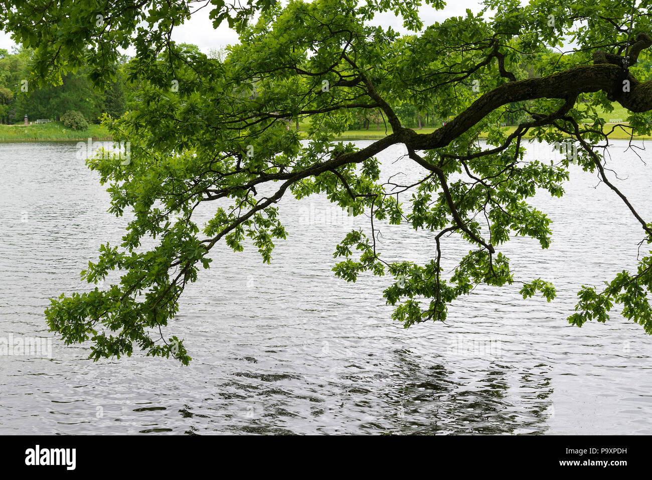 A branch of a summer tree above the water, in the summer season Stock ...