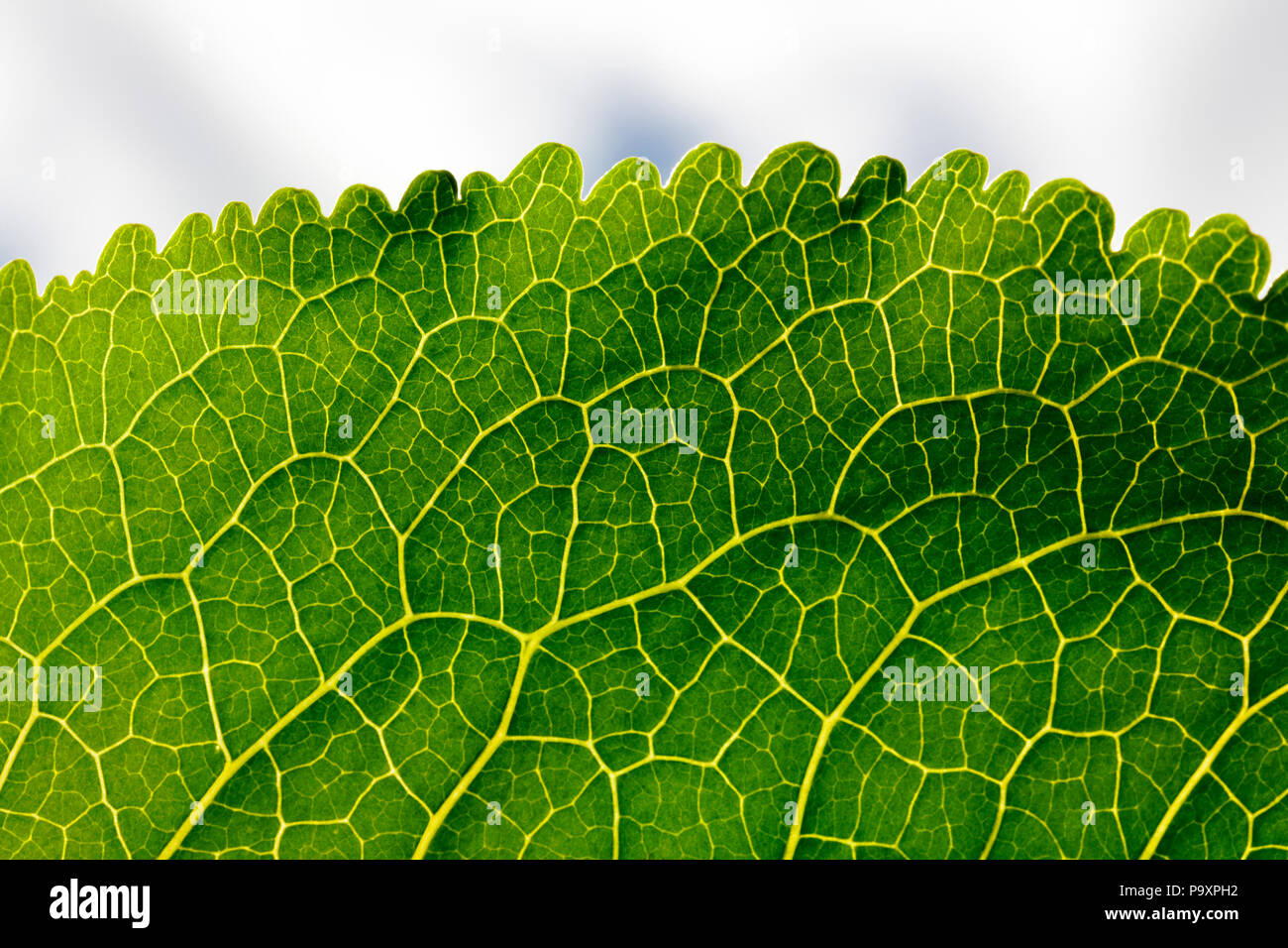 structure and details of a part of a green plant leaf, close-up Stock ...