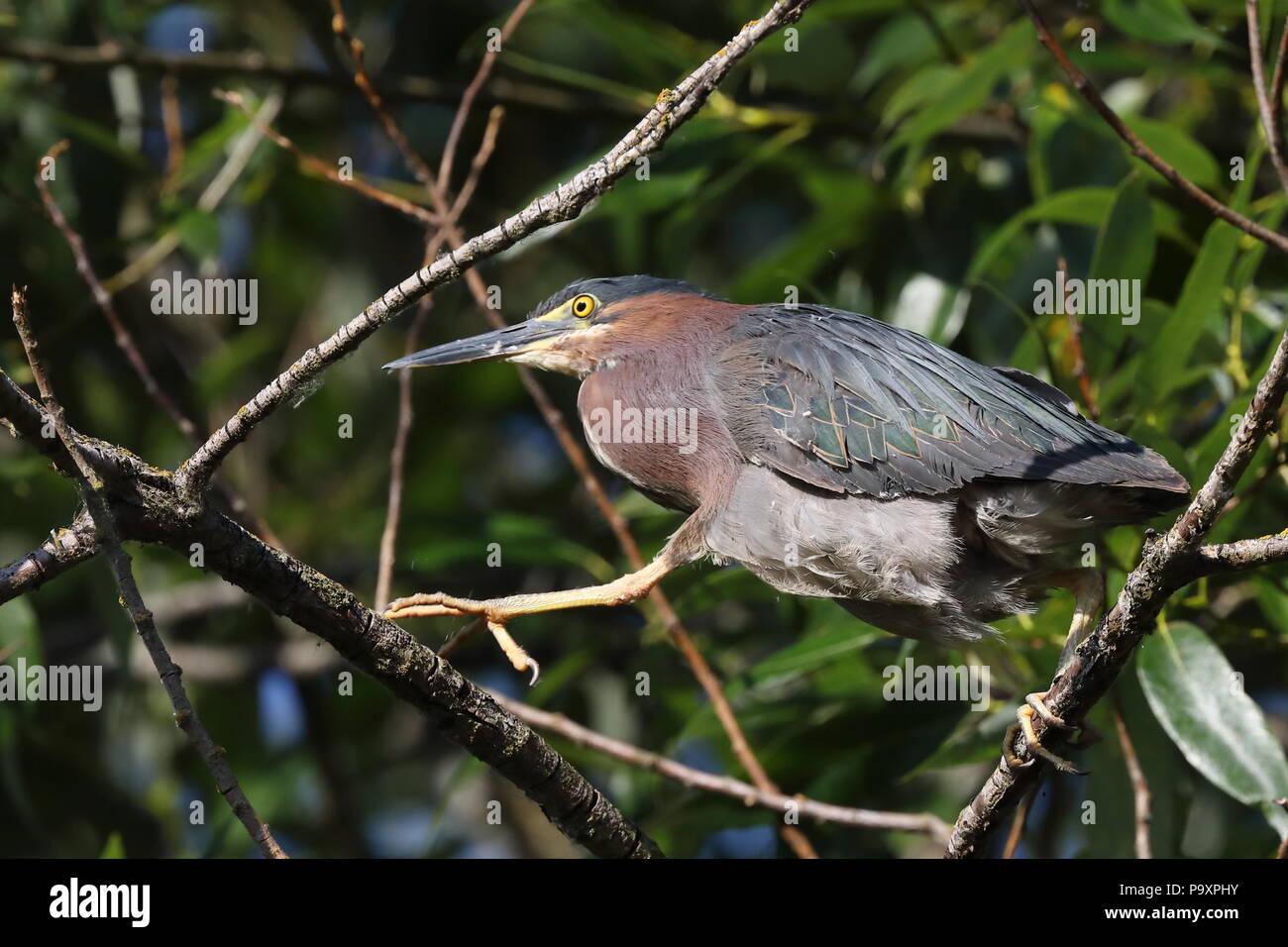 Keeping watch hi-res stock photography and images - Alamy
