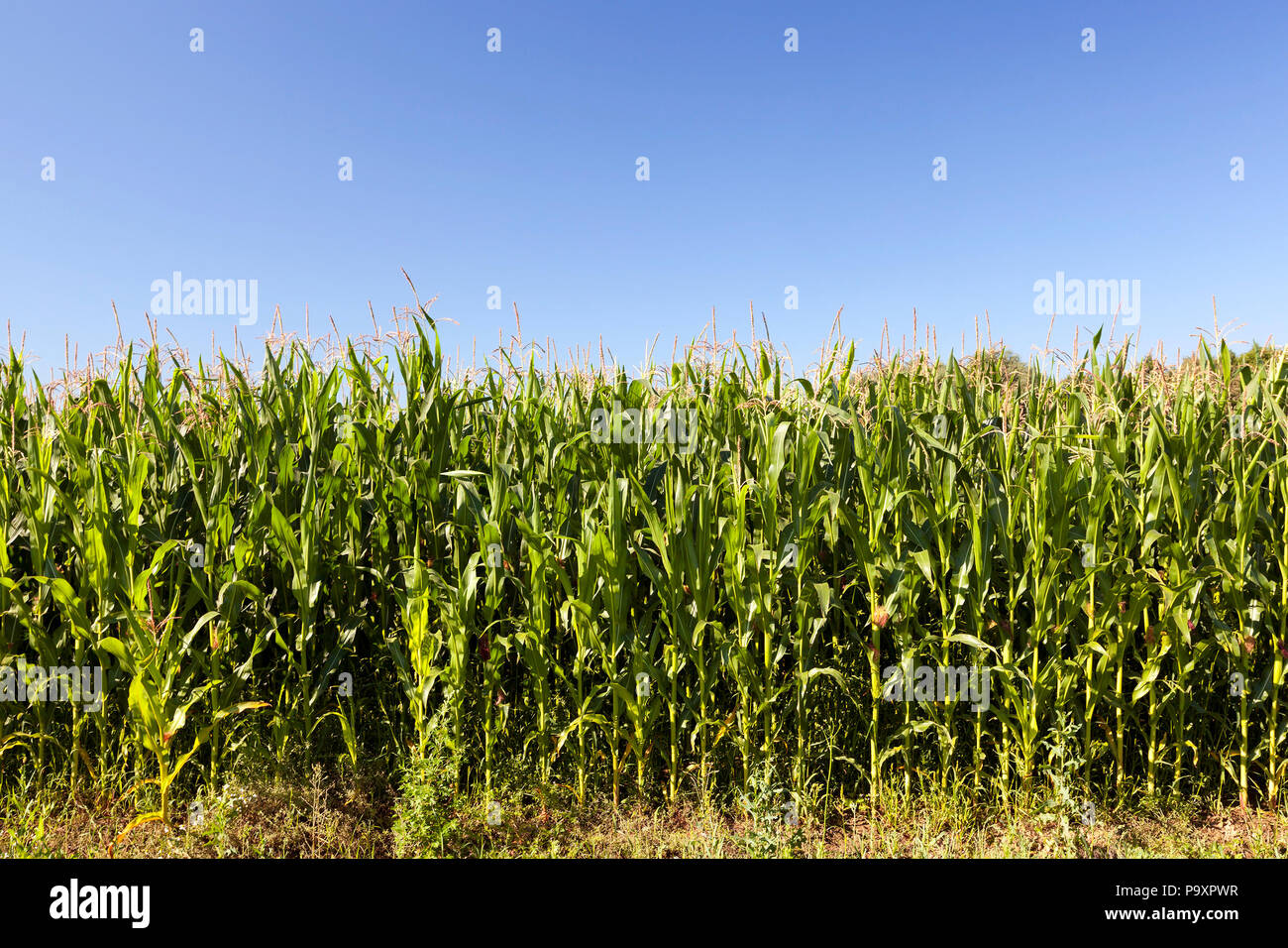 Edge of maize field hi-res stock photography and images - Alamy