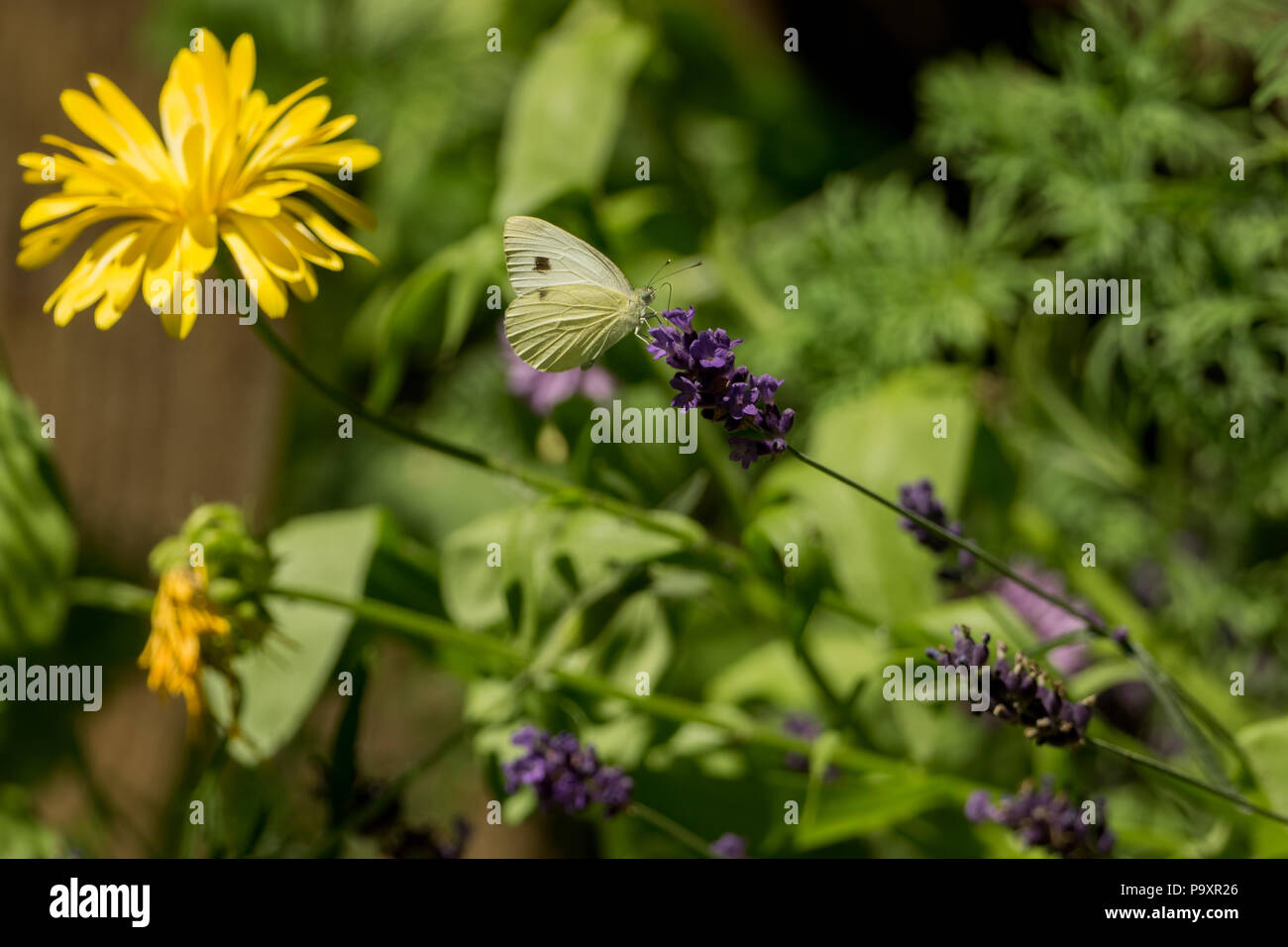 Butterfly in the wild hi-res stock photography and images - Alamy
